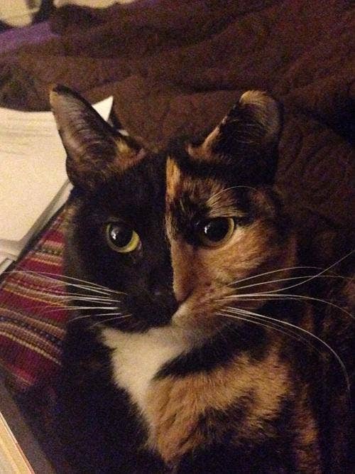 The Perfect Cat For You According To Your Zodiac Sign Yourtango